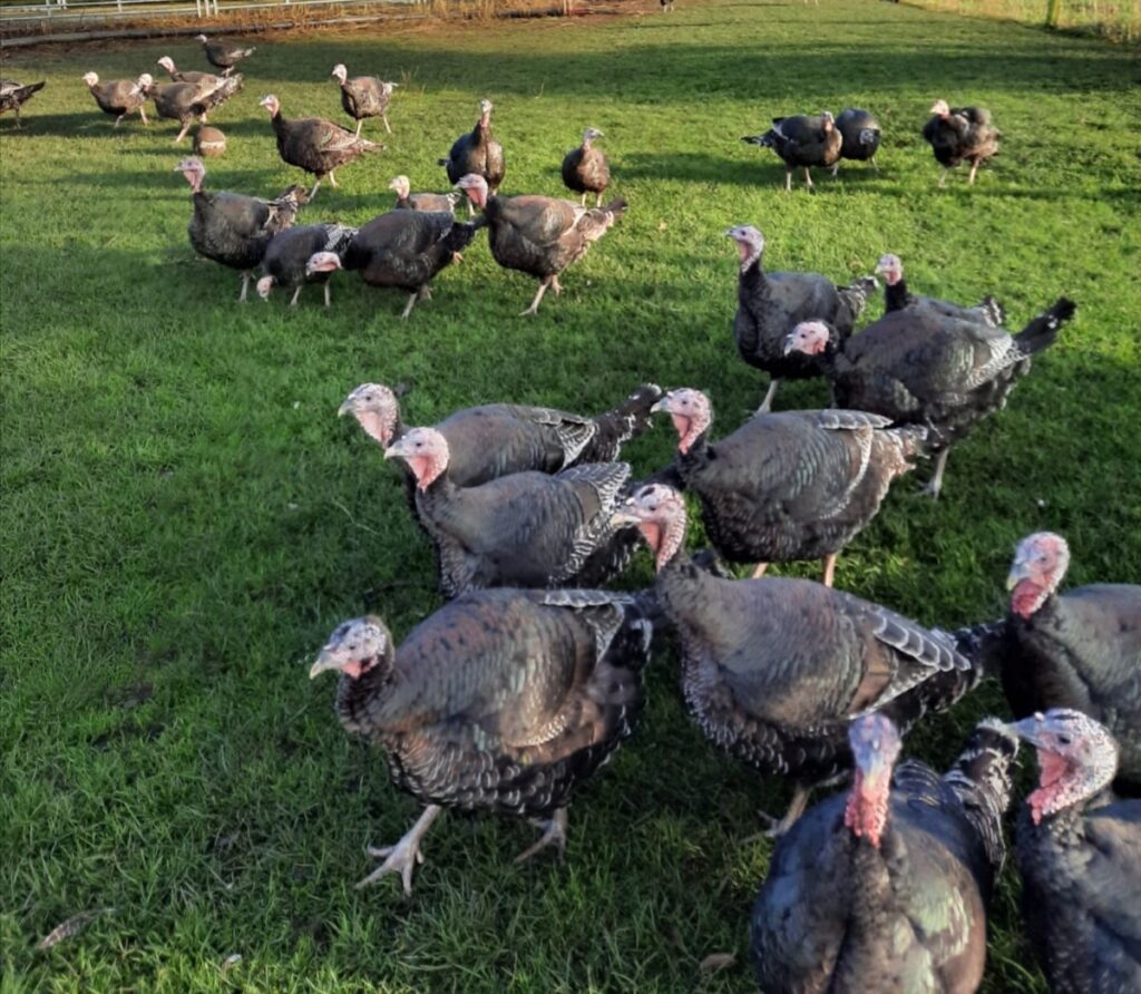 Organic Turkeys for Christmas - Beechlawn Organic Farm