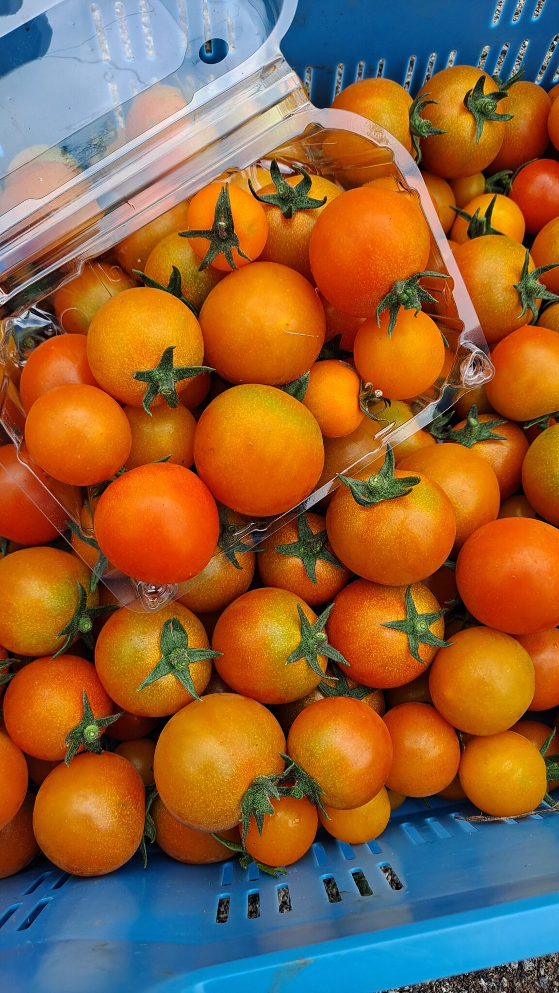 New Season Irish Organic Vegetables - Beechlawn Organic Farm