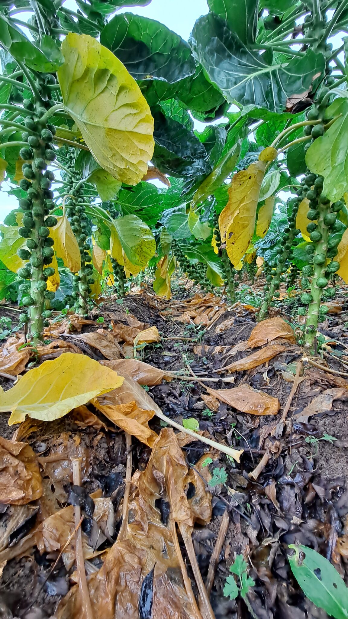 Spent some time in our Brussel Sprout Forest - Beechlawn Organic Farm